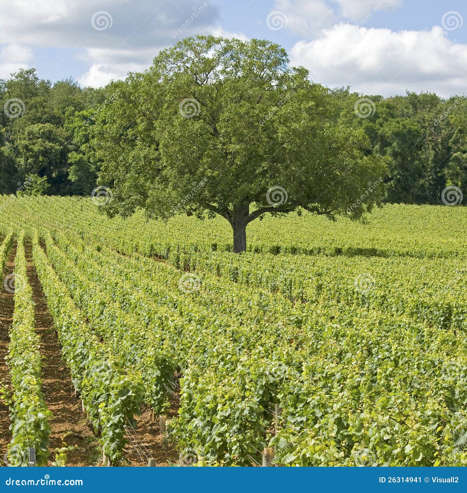 Vineyard, with Tree in Burgundy. France Stock Image - Image of nature ...