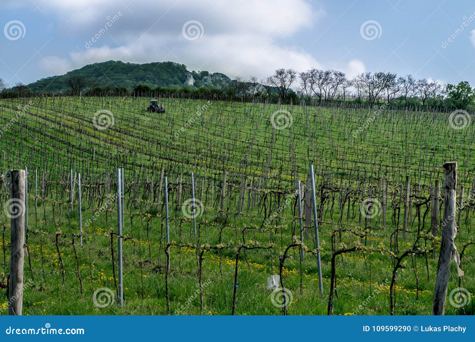 Vineyard trellis pattern stock photo. Image of green - 109599290