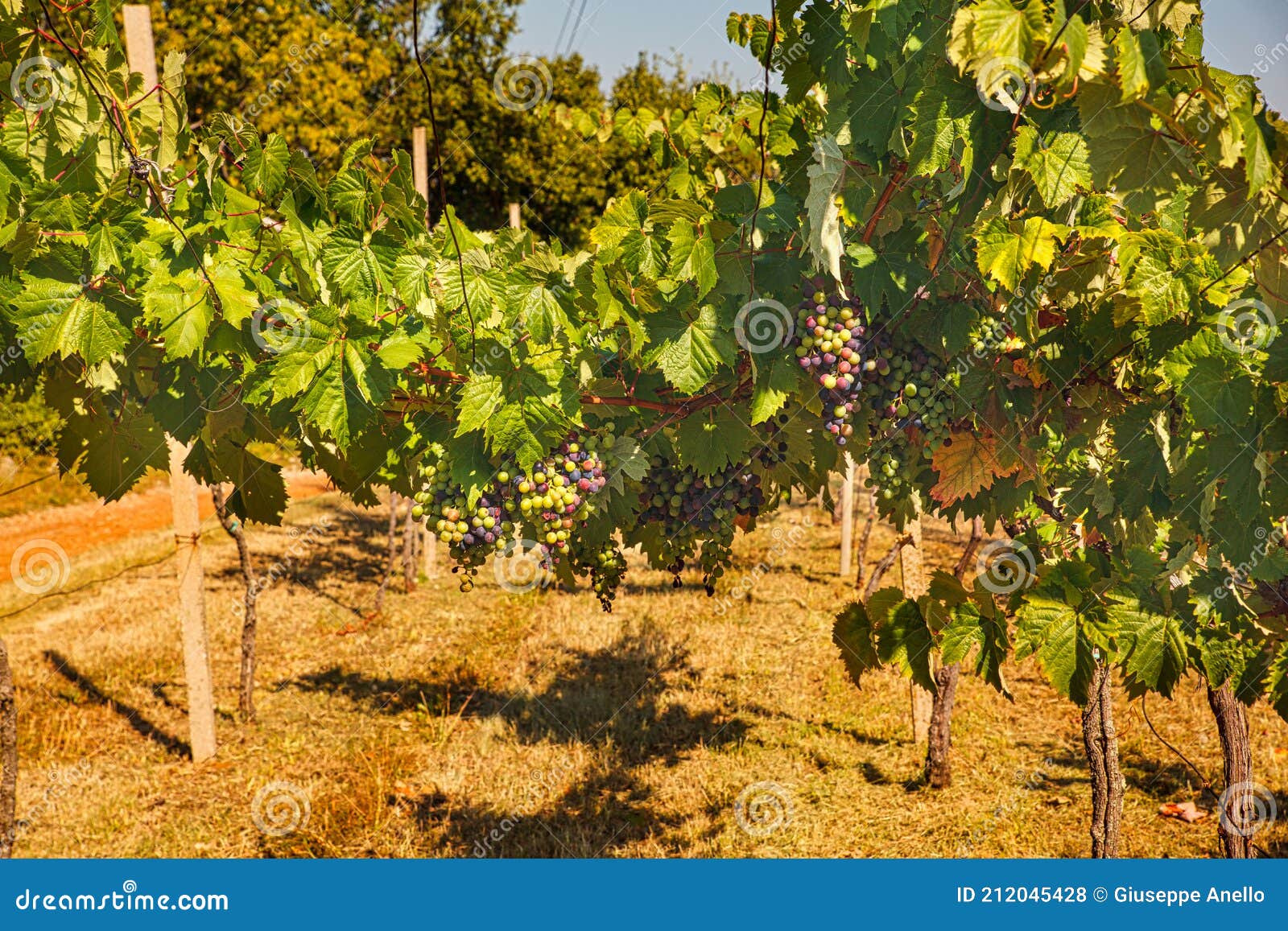 Vineyard in the Trieste Karst Stock Photo - Image of italian ...