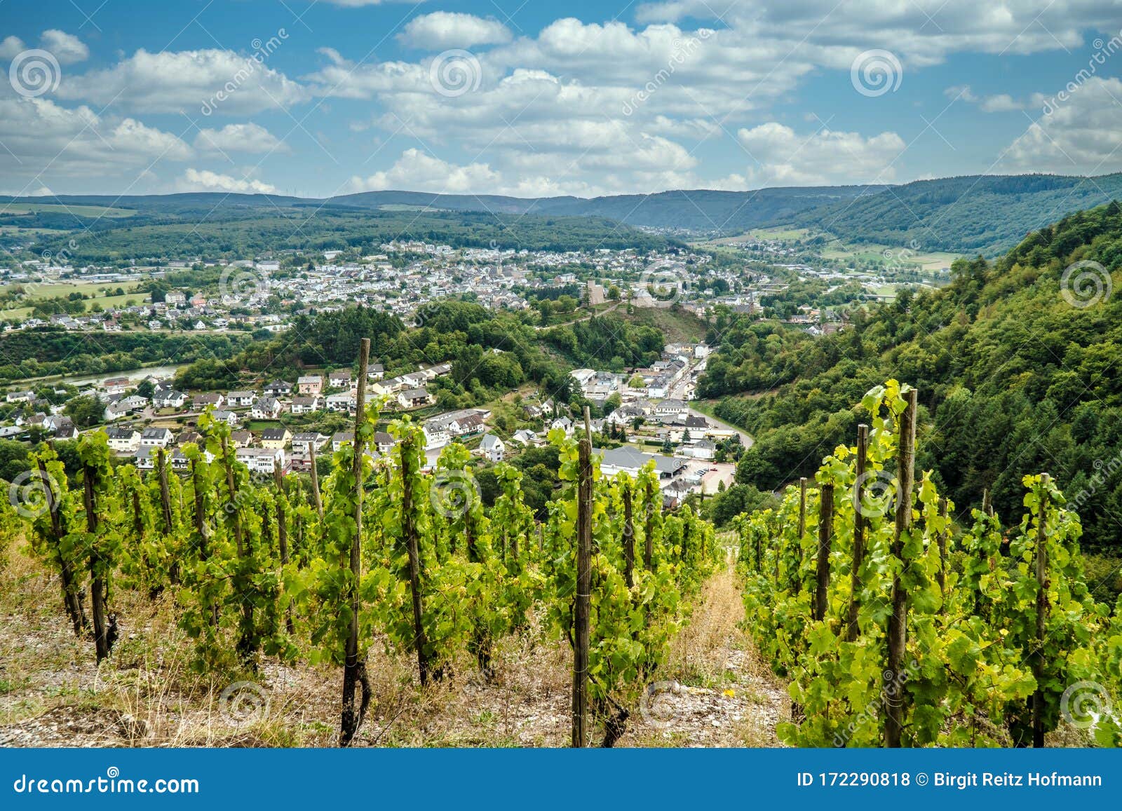 Vineyard in Trittenheim stock photo. Image of romantic - 172290818
