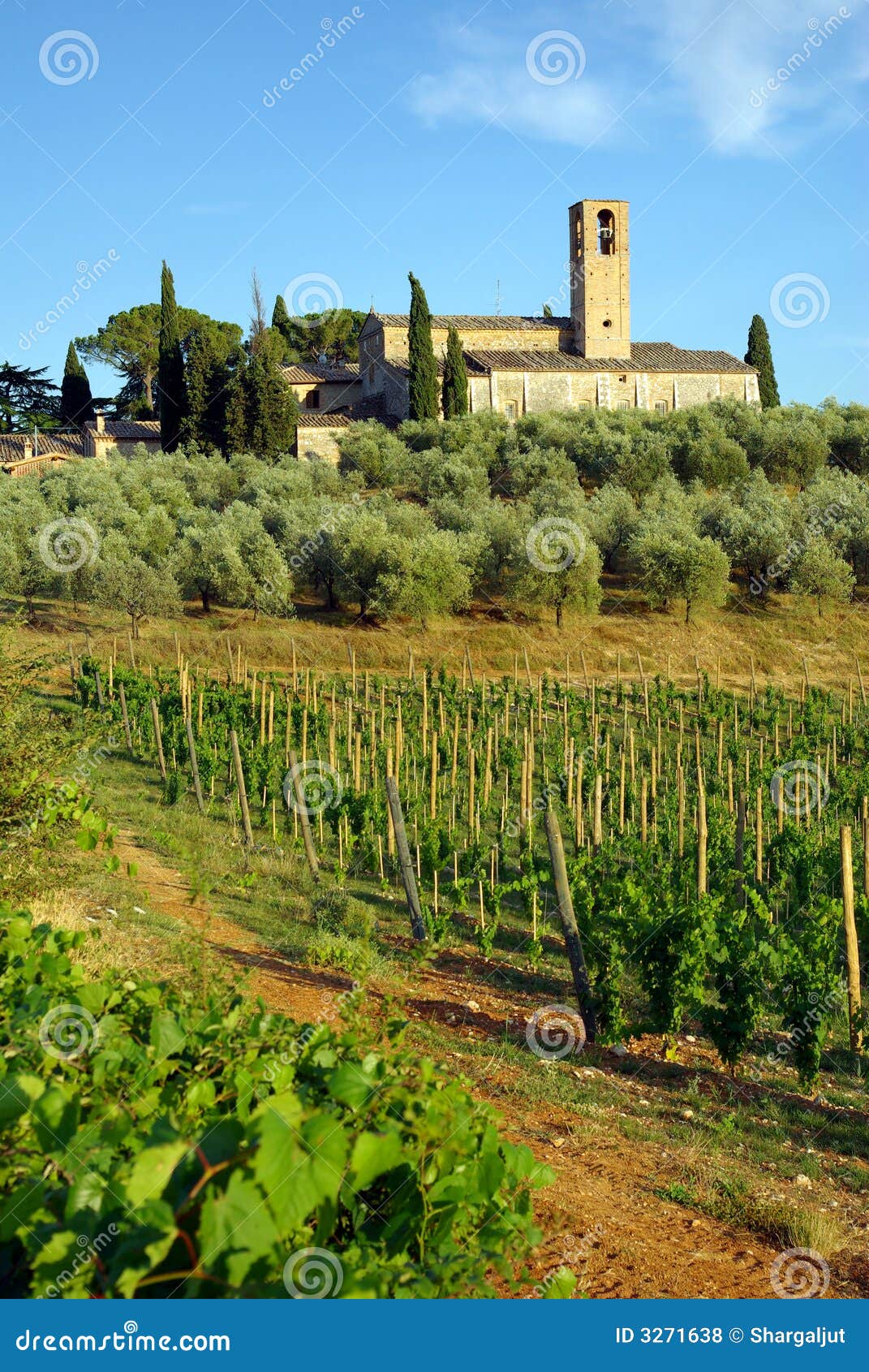 Vineyard in Tuscany, Italy stock photo. Image of farms - 3271638