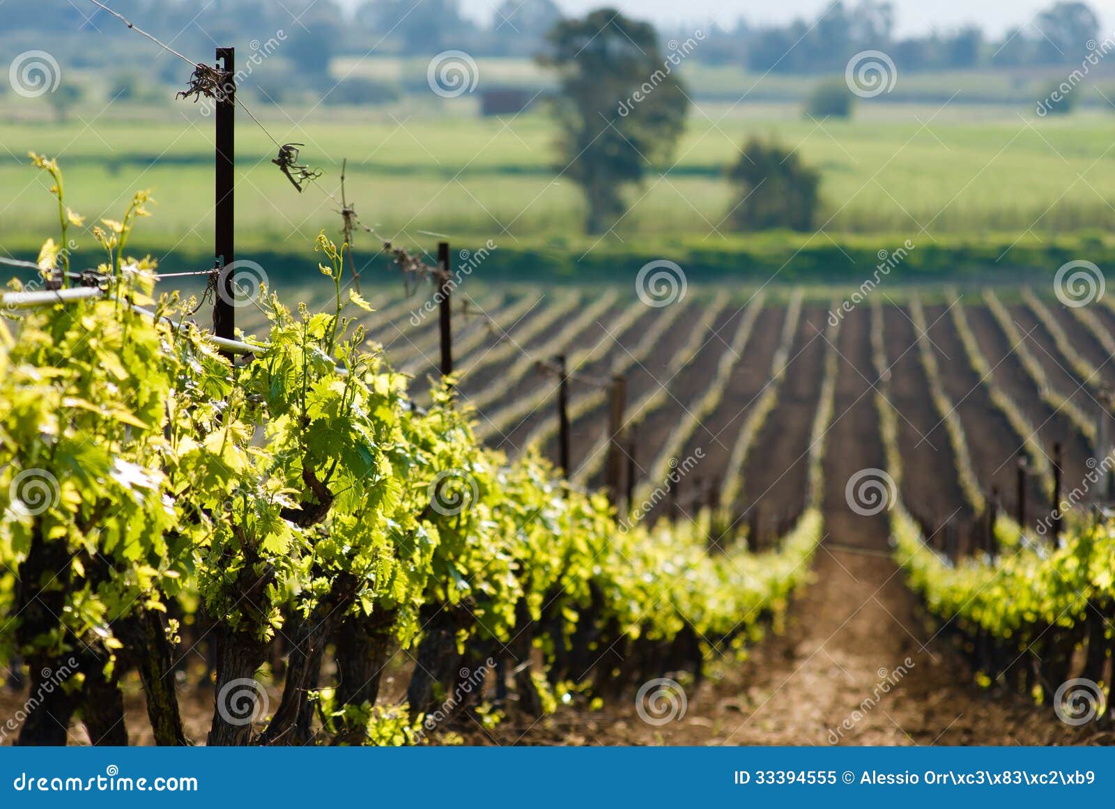 Vineyard stock image. Image of farmland, grape, production - 33394555
