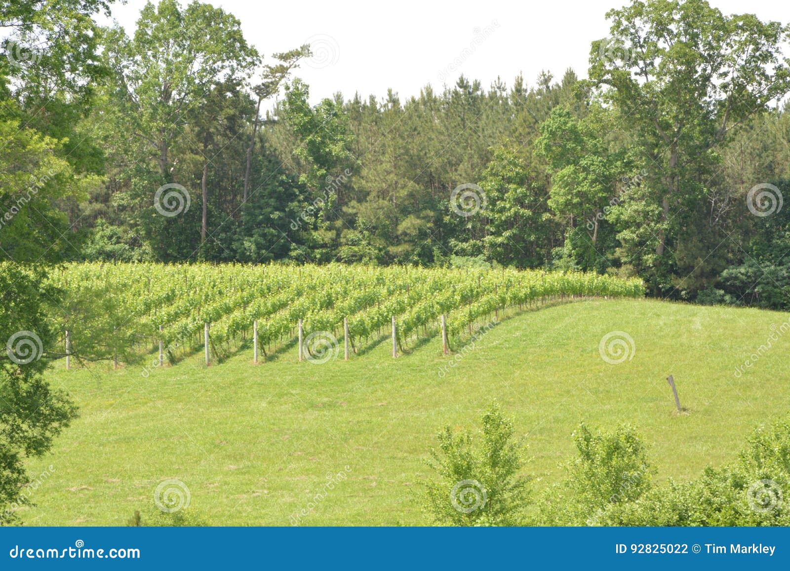 Vineyard view stock photo. Image of farm, nature, hillside - 92825022