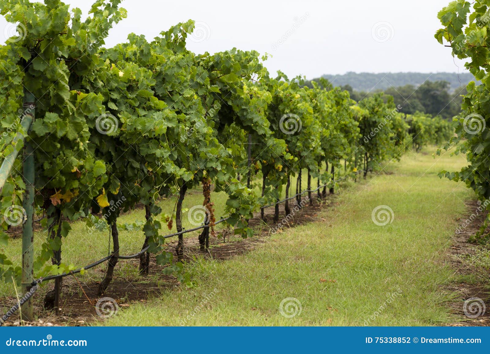Vineyard View stock photo. Image of beautiful, relax - 75338852