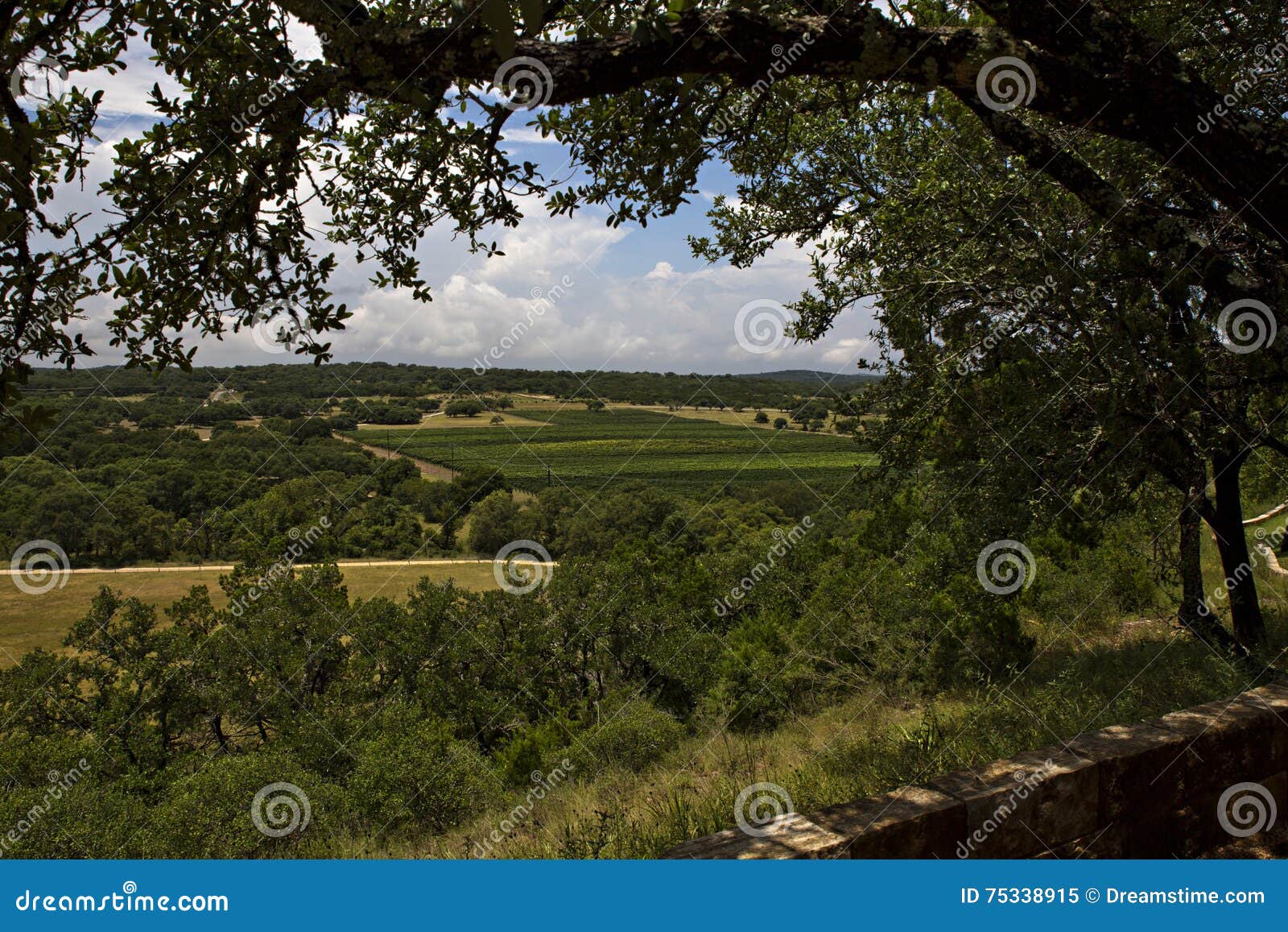 Vineyard View stock image. Image of beautiful, view, winery - 75338915