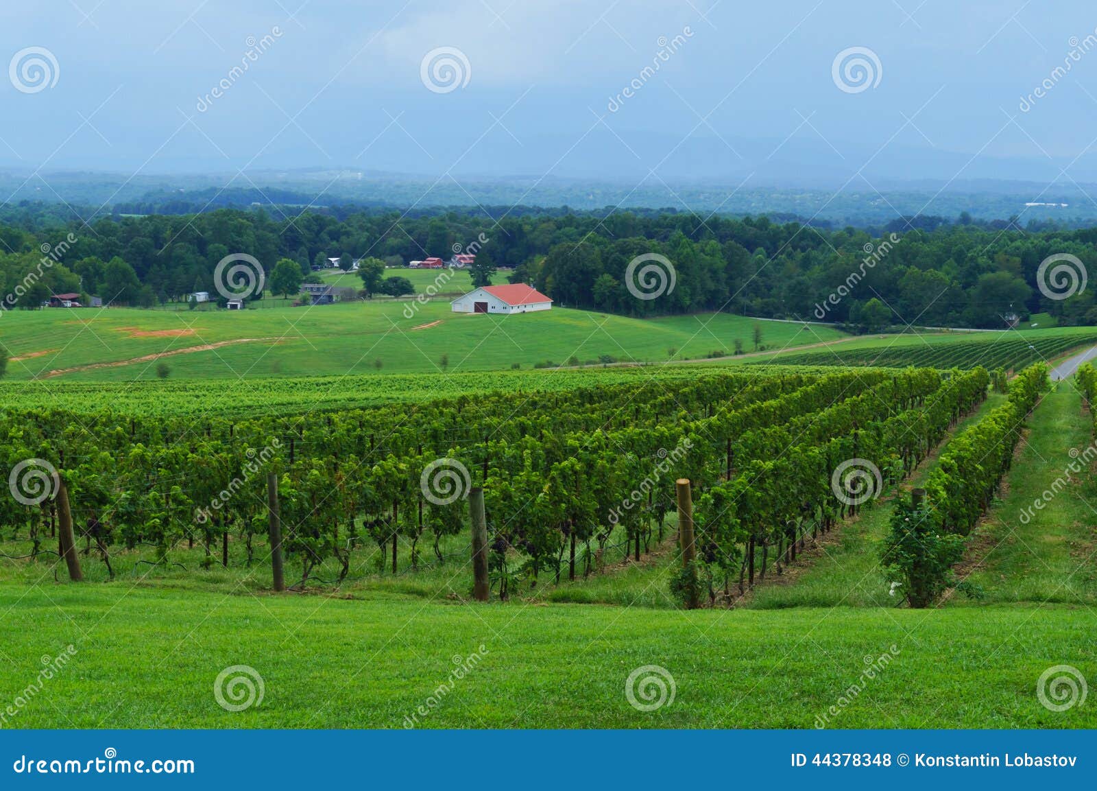 Vineyard with a View on the Valley Stock Photo - Image of rural, meadow ...