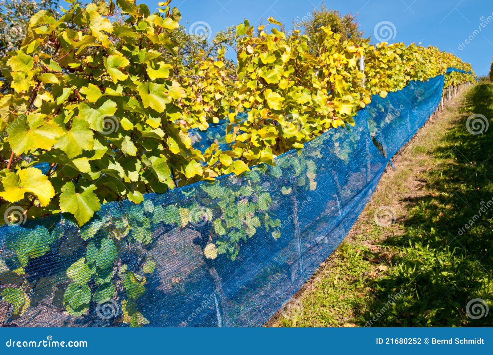 Vineyard with Vines and Blue Net Stock Photo - Image of sweet, vines ...