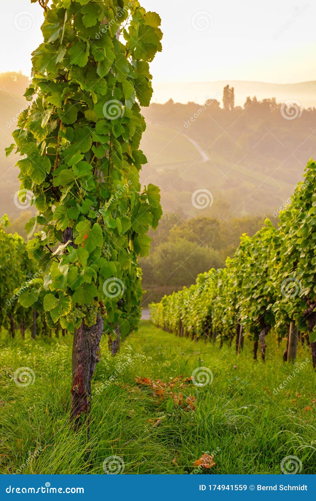 Vineyard with Vines in Portrait Format Stock Image - Image of grower ...