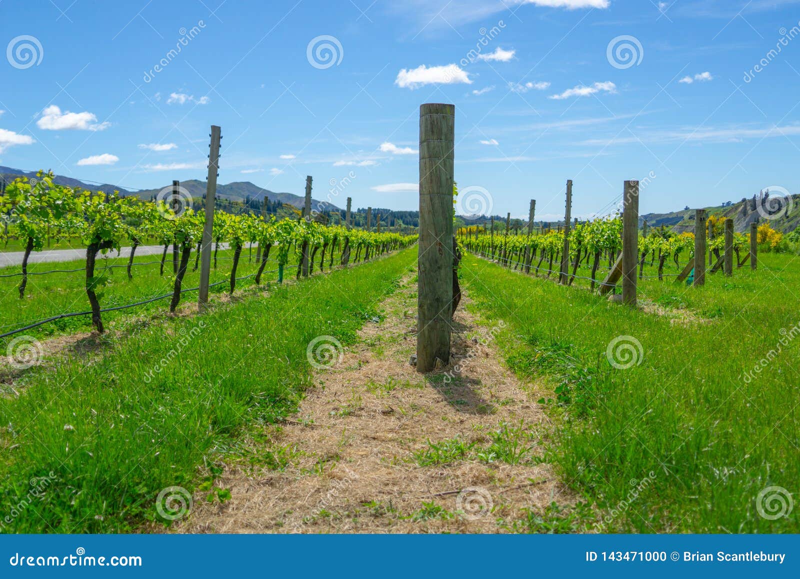 Vineyard Vines Posts and Trellis Stock Photo - Image of field ...