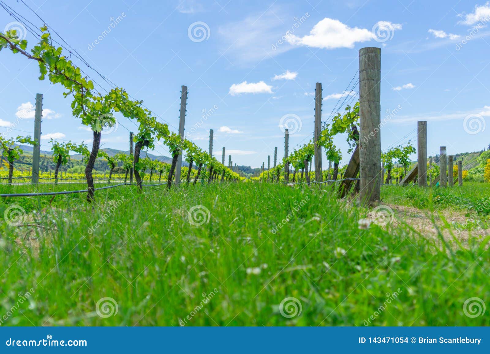 Vineyard Vines Posts and Trellis Stock Photo - Image of grass, growing ...
