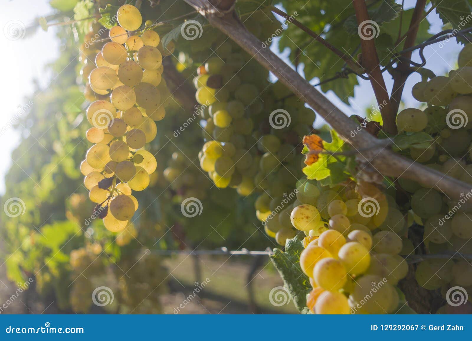 Vineyard, Vines and Ripe Light Grapes before Harvest in Backlig Stock ...
