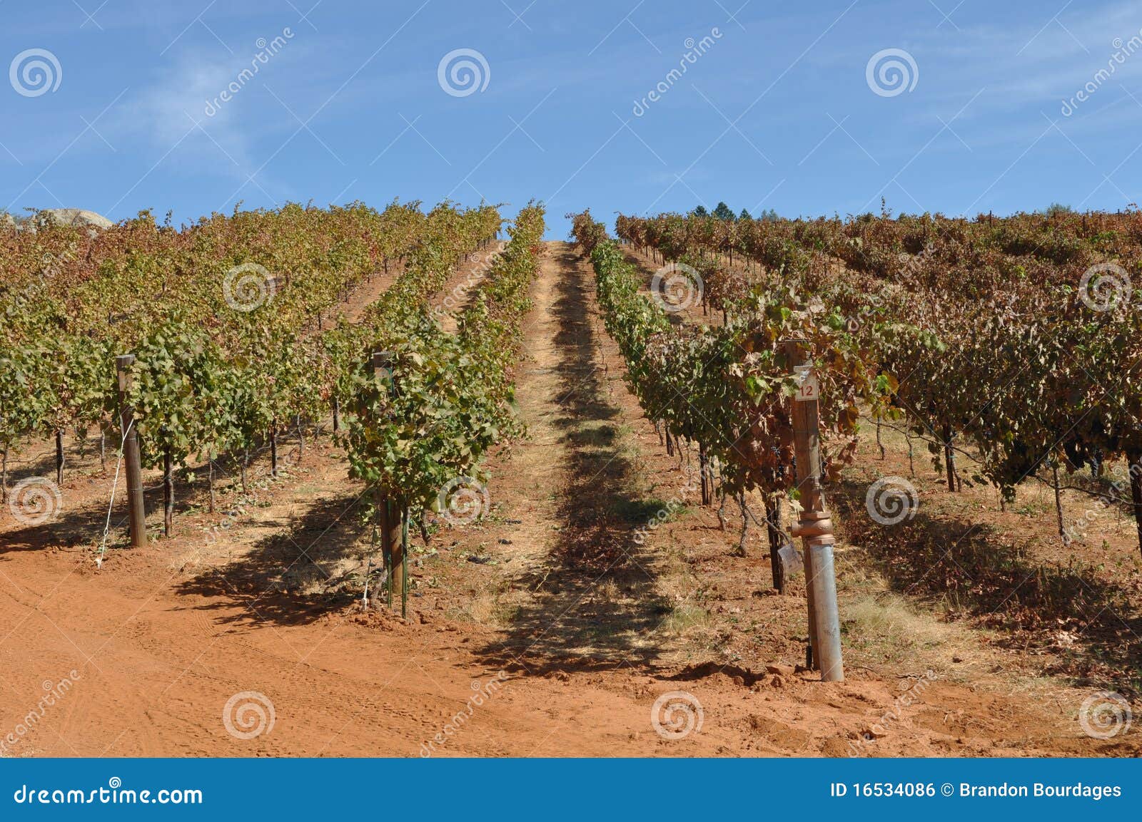 Vineyard with Vines in a Row Stock Photo - Image of hill, industry ...