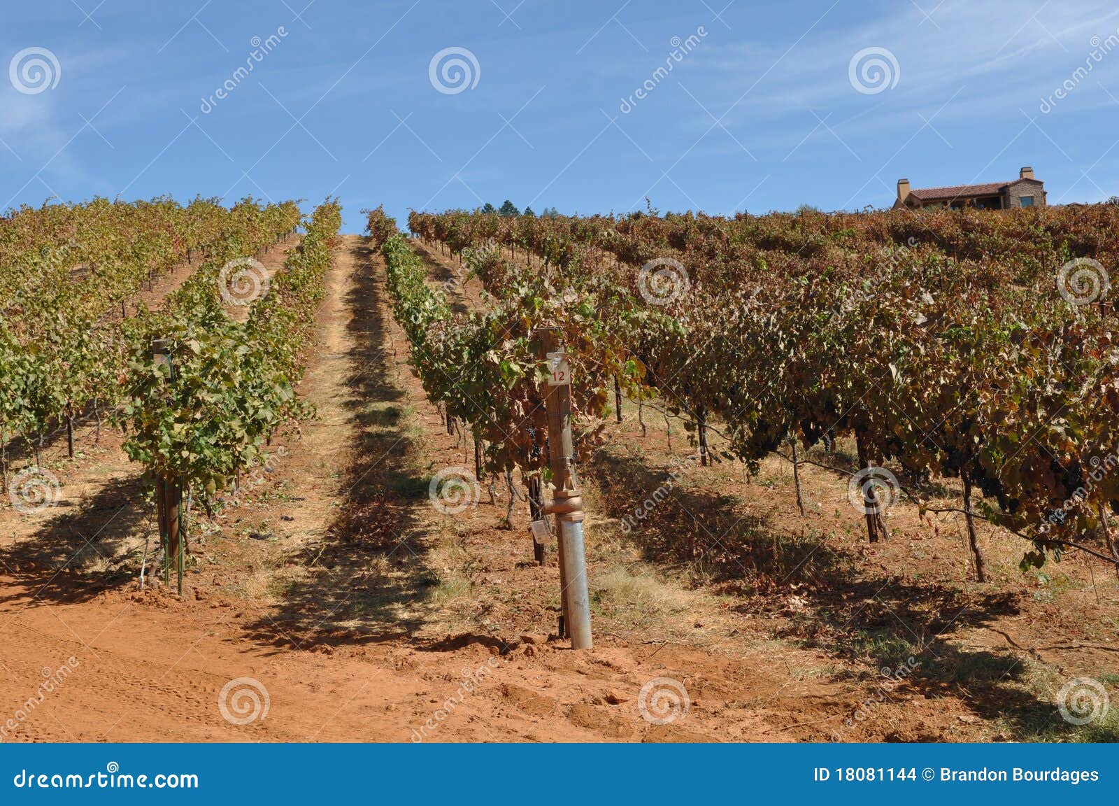 Vineyard with Vines in a Row Stock Photo - Image of growth, nature ...
