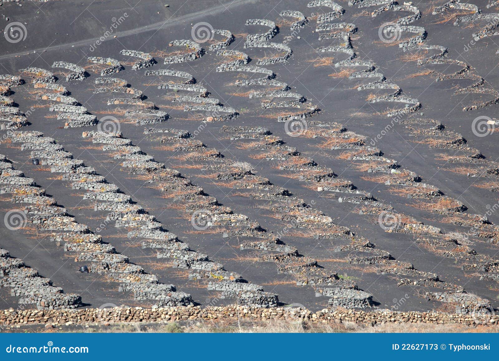 Vineyard in Volcanic Soil of Lanzarote Stock Image - Image of lava ...