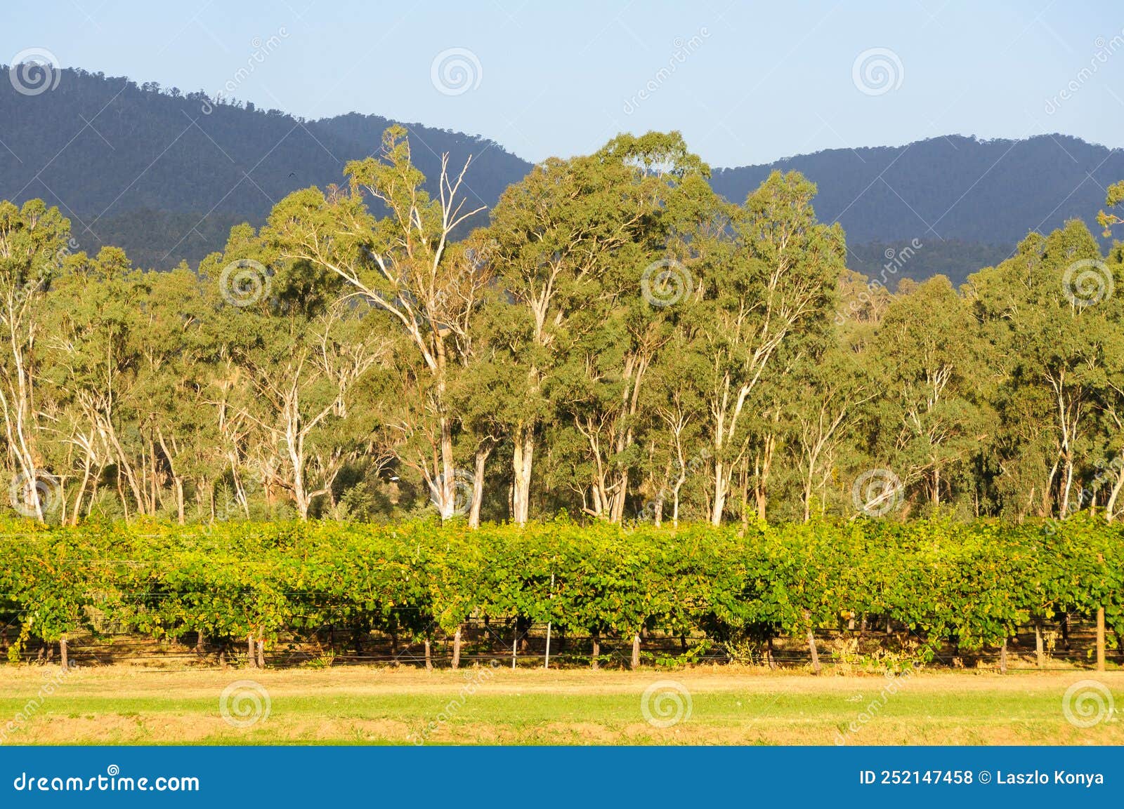 Vineyard - Whitfield stock photo. Image of victoria - 252147458
