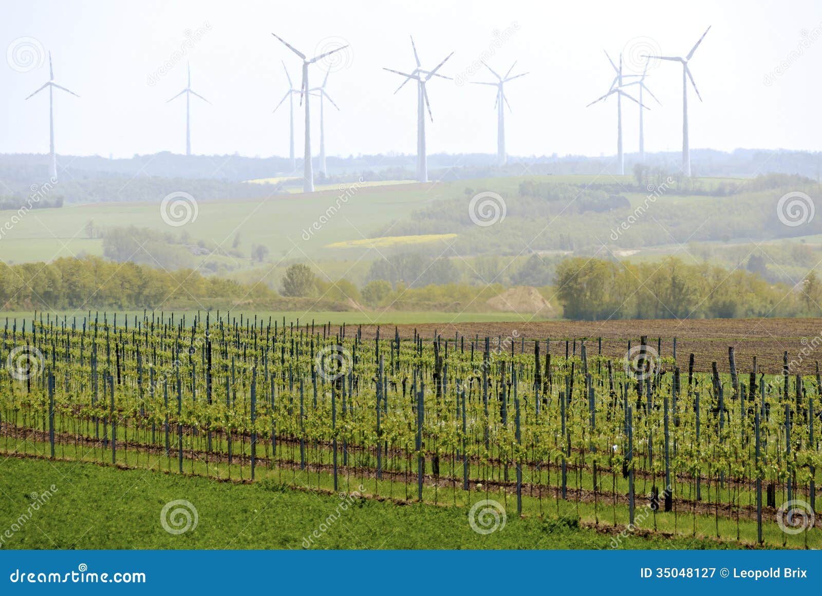 Vineyard with Wind Turbines Stock Image - Image of summer, electricity ...