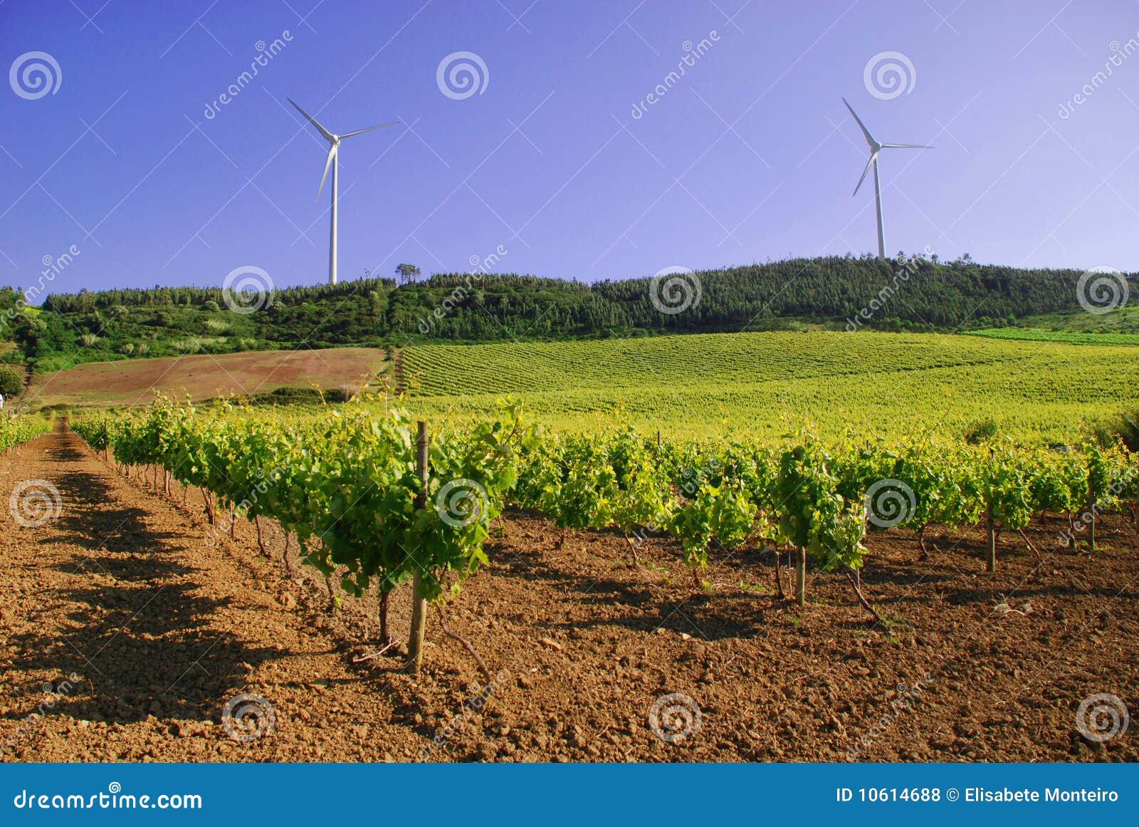 Vineyard and windmill stock photo. Image of vineyard - 10614688