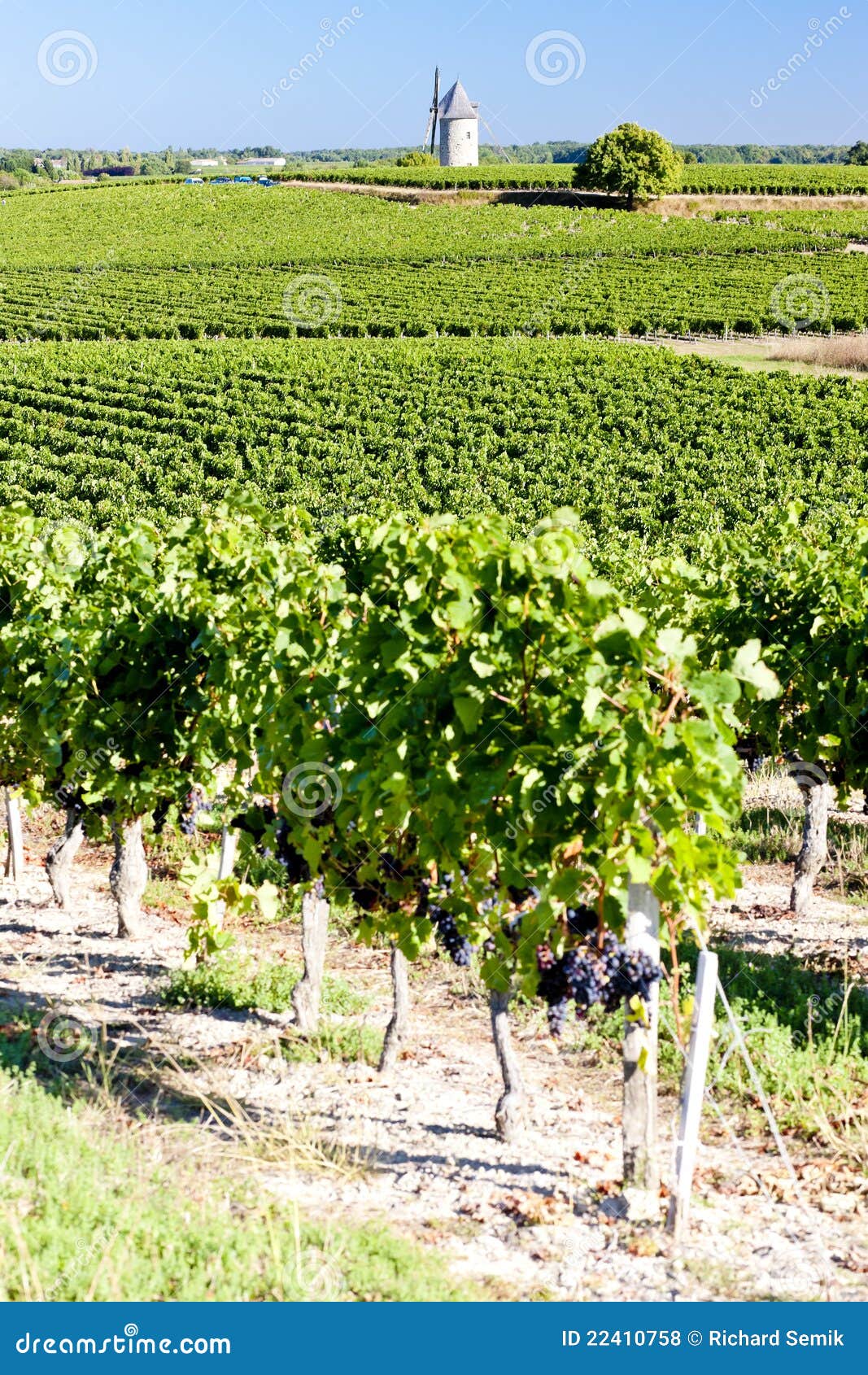 Vineyard with windmill stock photo. Image of locations - 22410758