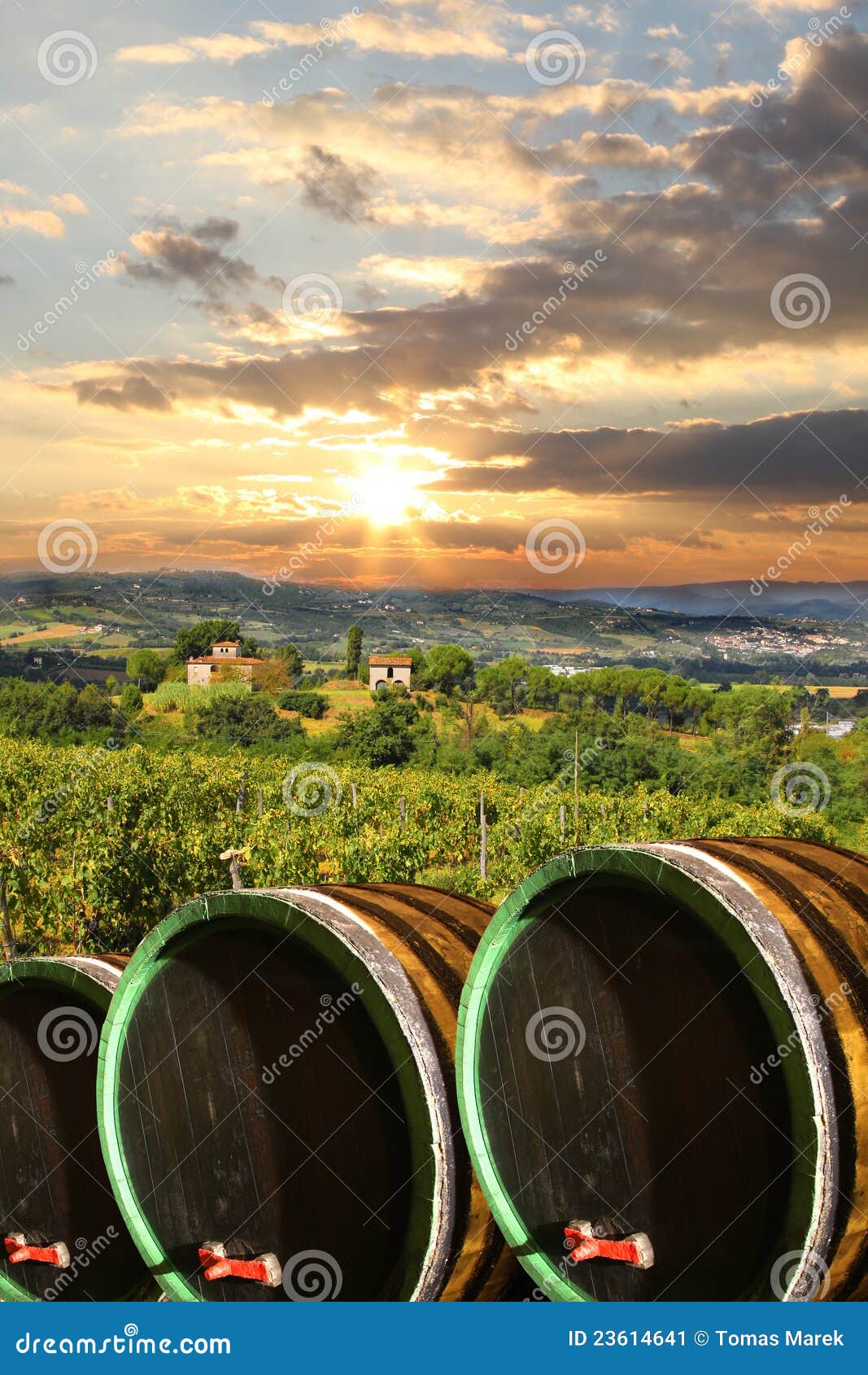 Vineyard with Wine Barells in Chianti, Tuscany Stock Image - Image of ...