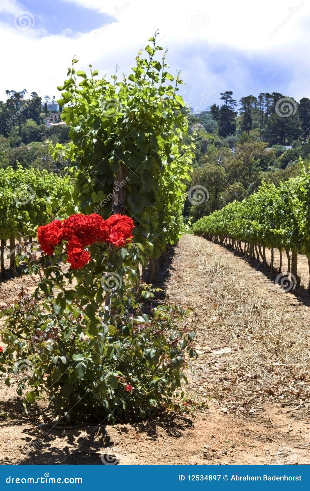 Vineyard of the Wine Farm Groot Constantia Stock Image - Image of groot ...