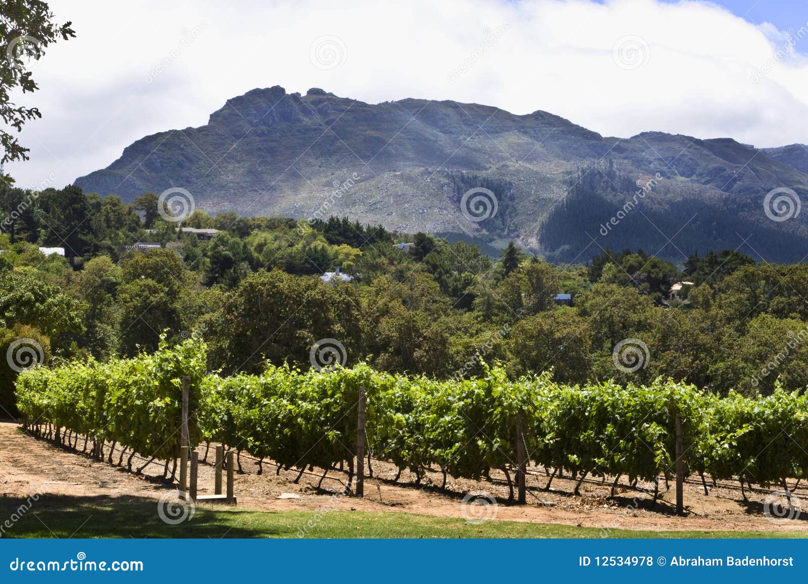 Vineyard of the Wine Farm Groot Constantia Stock Photo - Image of simon ...