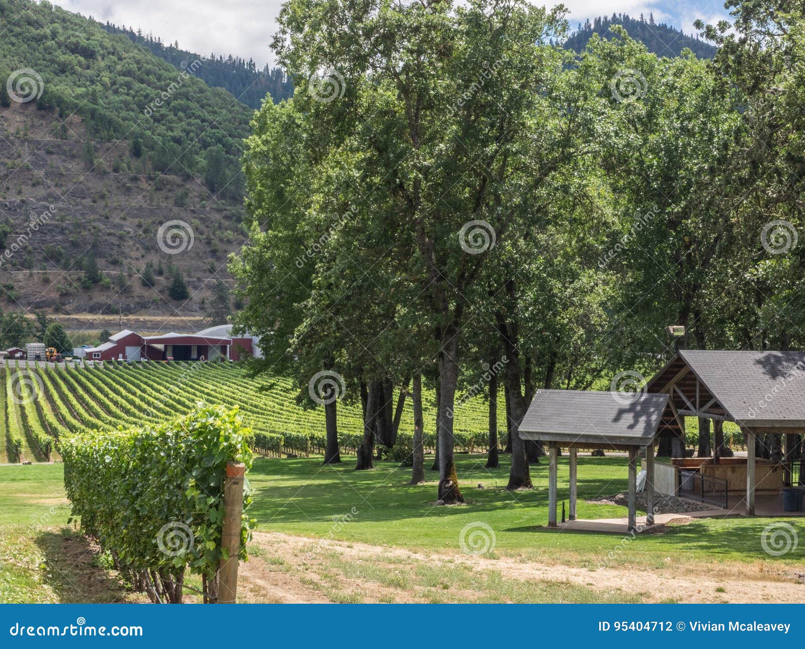 Vineyard and Winery in Rural Area Stock Photo - Image of plant ...