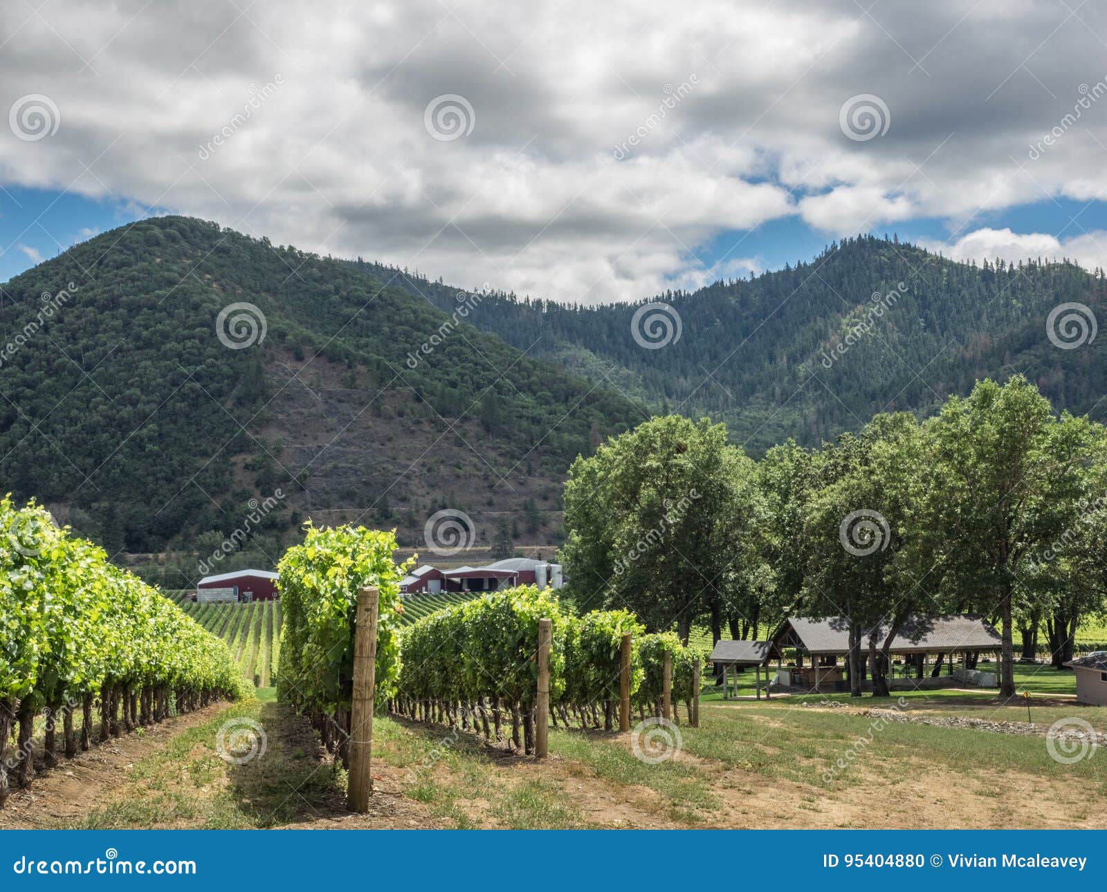 Vineyard and Winery in Rural Area Stock Photo - Image of winery, grape ...