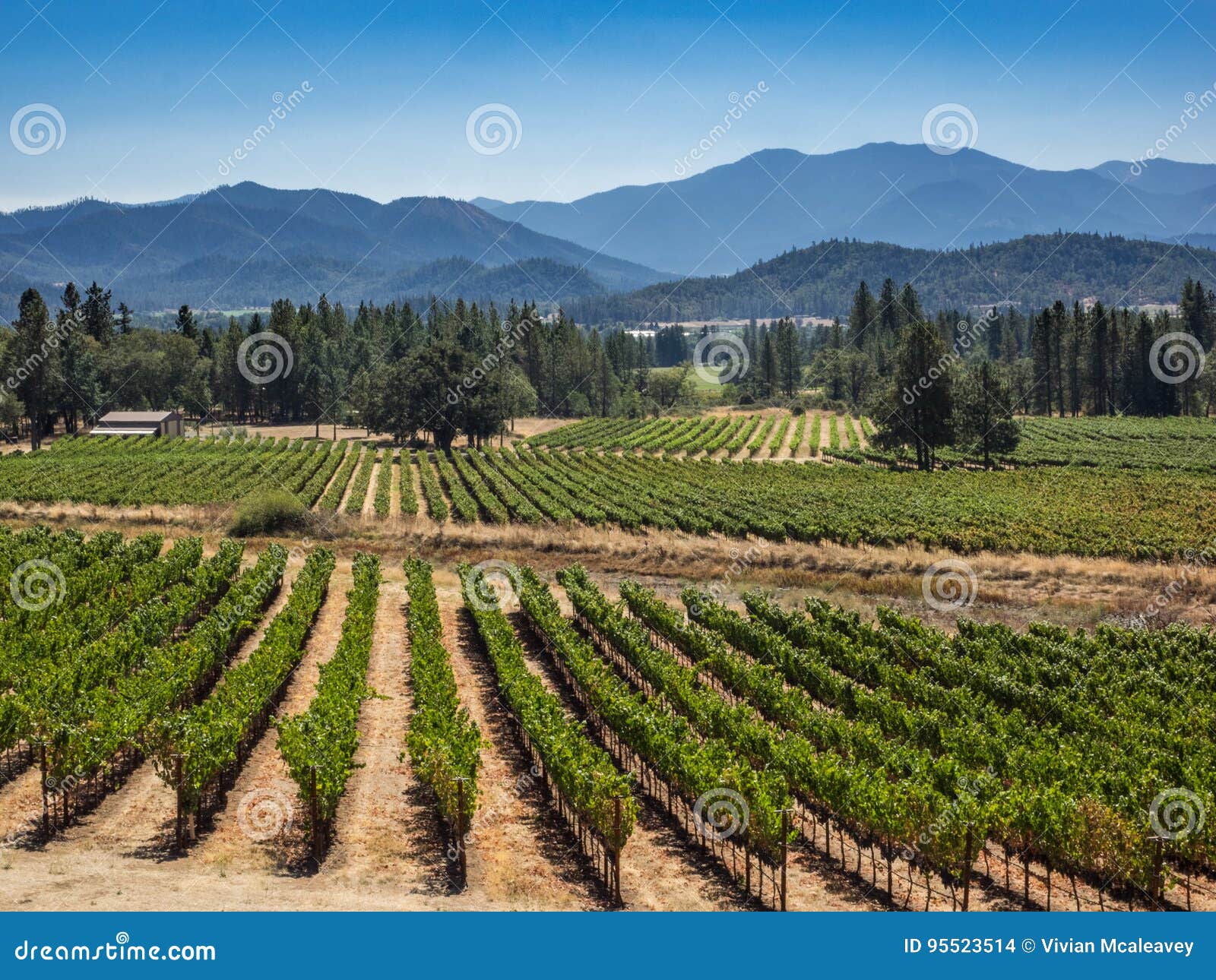 Vineyard and Winery in Rural Area Stock Photo - Image of agriculture ...