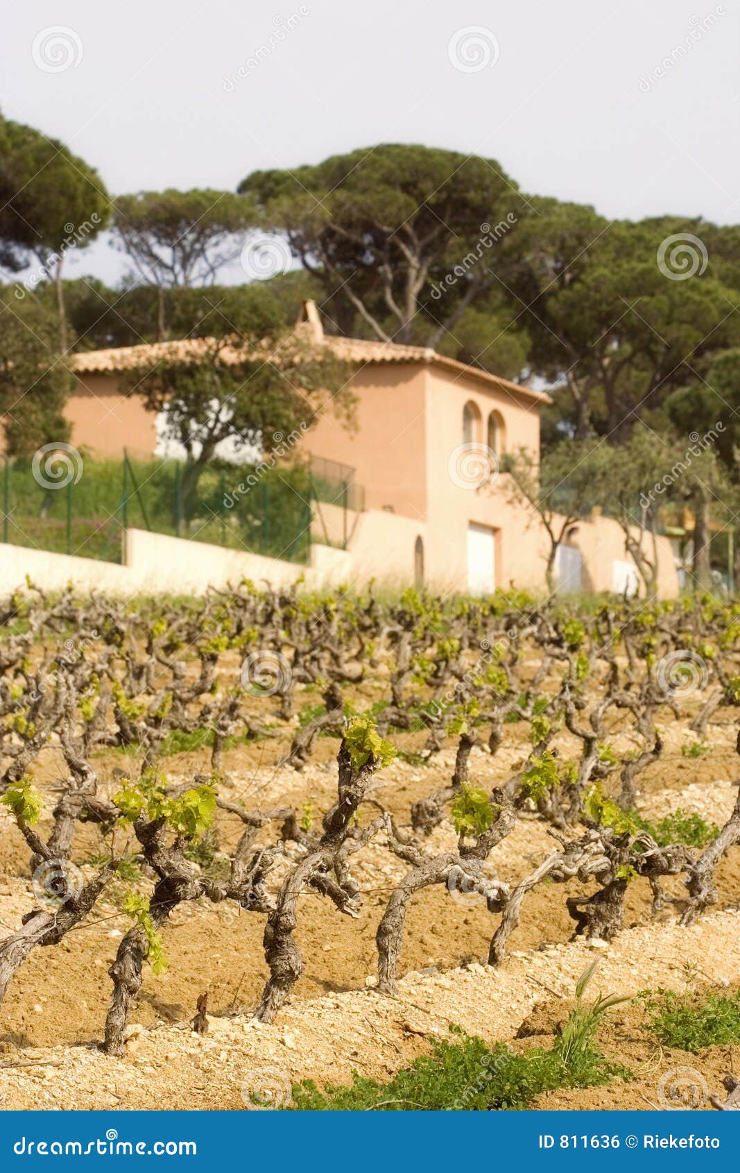 Vineyard and Winery in Spring Stock Photo - Image of leaf, cultivation ...
