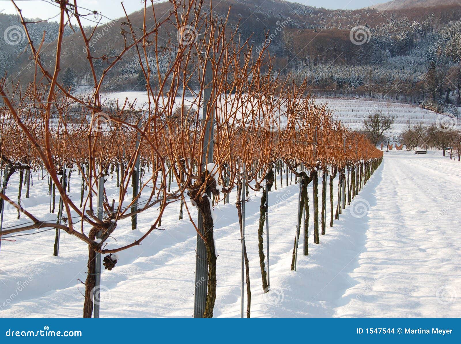 Vineyard in winter stock photo. Image of beverage, untouched - 1547544