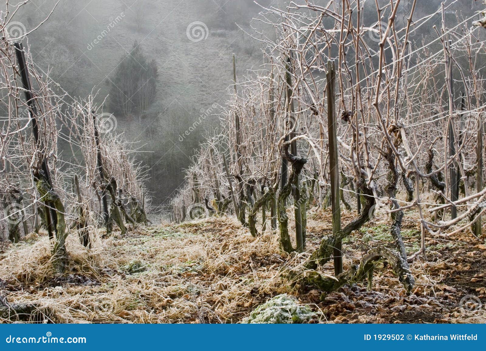 Vineyard in winter stock photo. Image of european, germany - 1929502