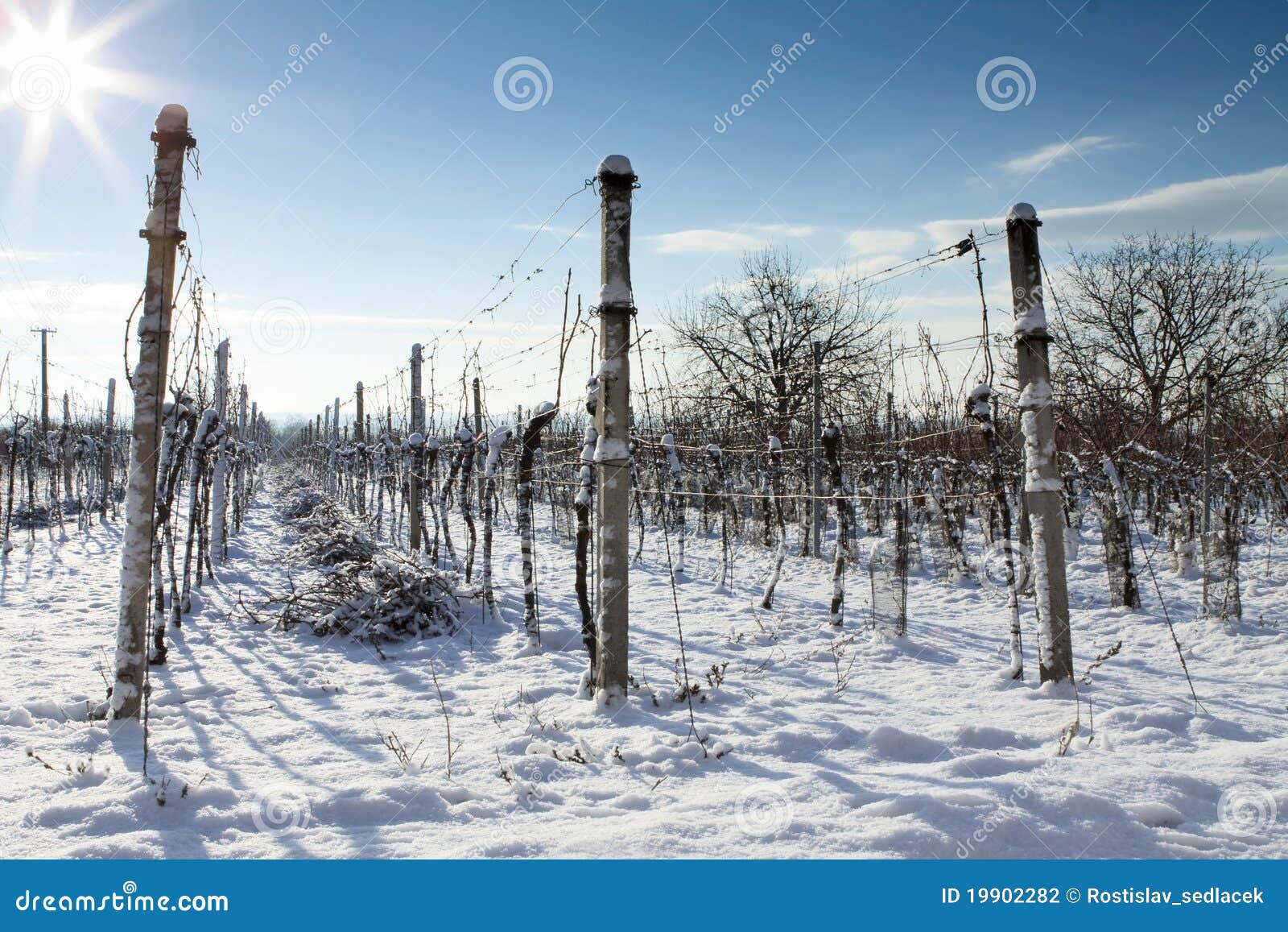 Vineyard in winter stock photo. Image of beautiful, industry - 19902282