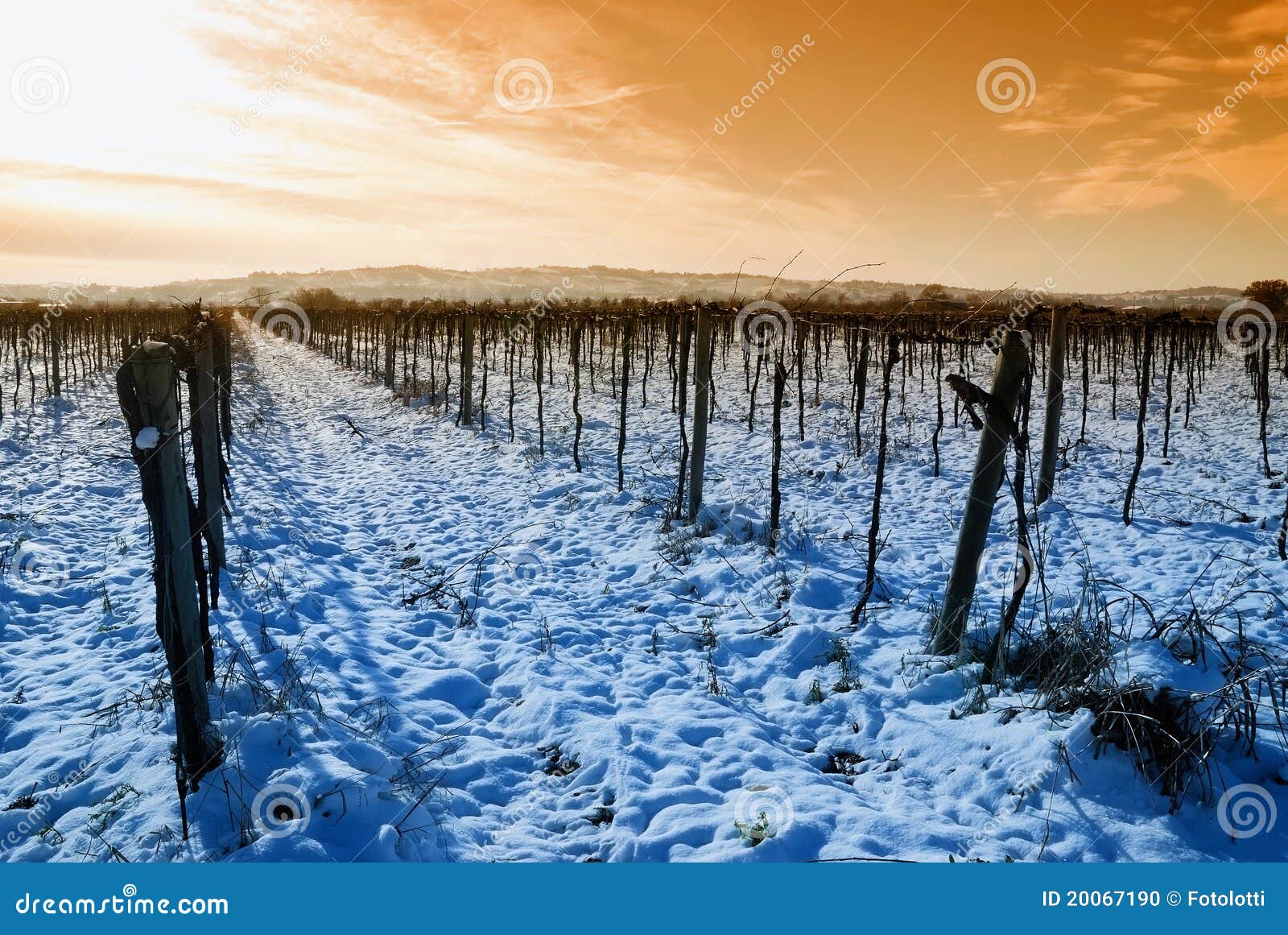 Vineyard in winter stock photo. Image of cool, season - 20067190