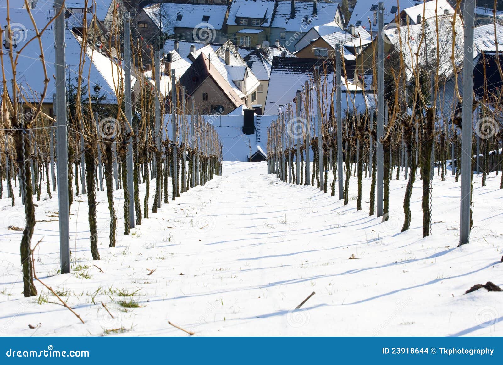 Vineyard in winter stock photo. Image of scene, rural - 23918644