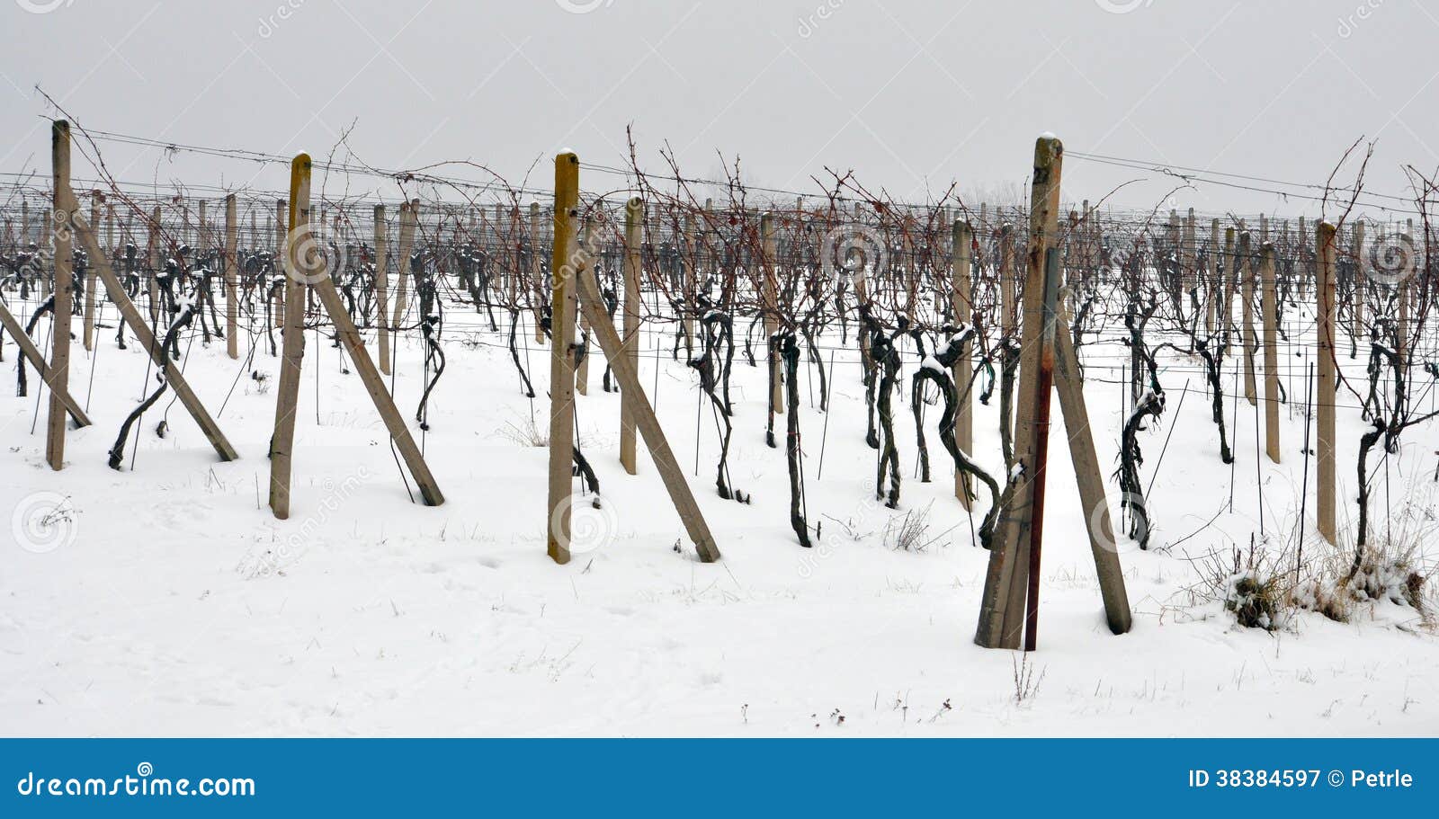 Vineyard in winter stock image. Image of agriculture - 38384597