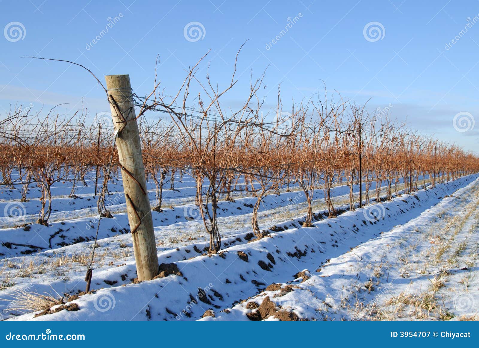 Vineyard in the Winter stock image. Image of agriculture - 3954707
