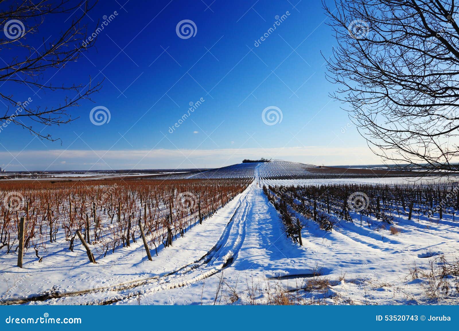 Vineyard in winter stock image. Image of rural, country - 53520743