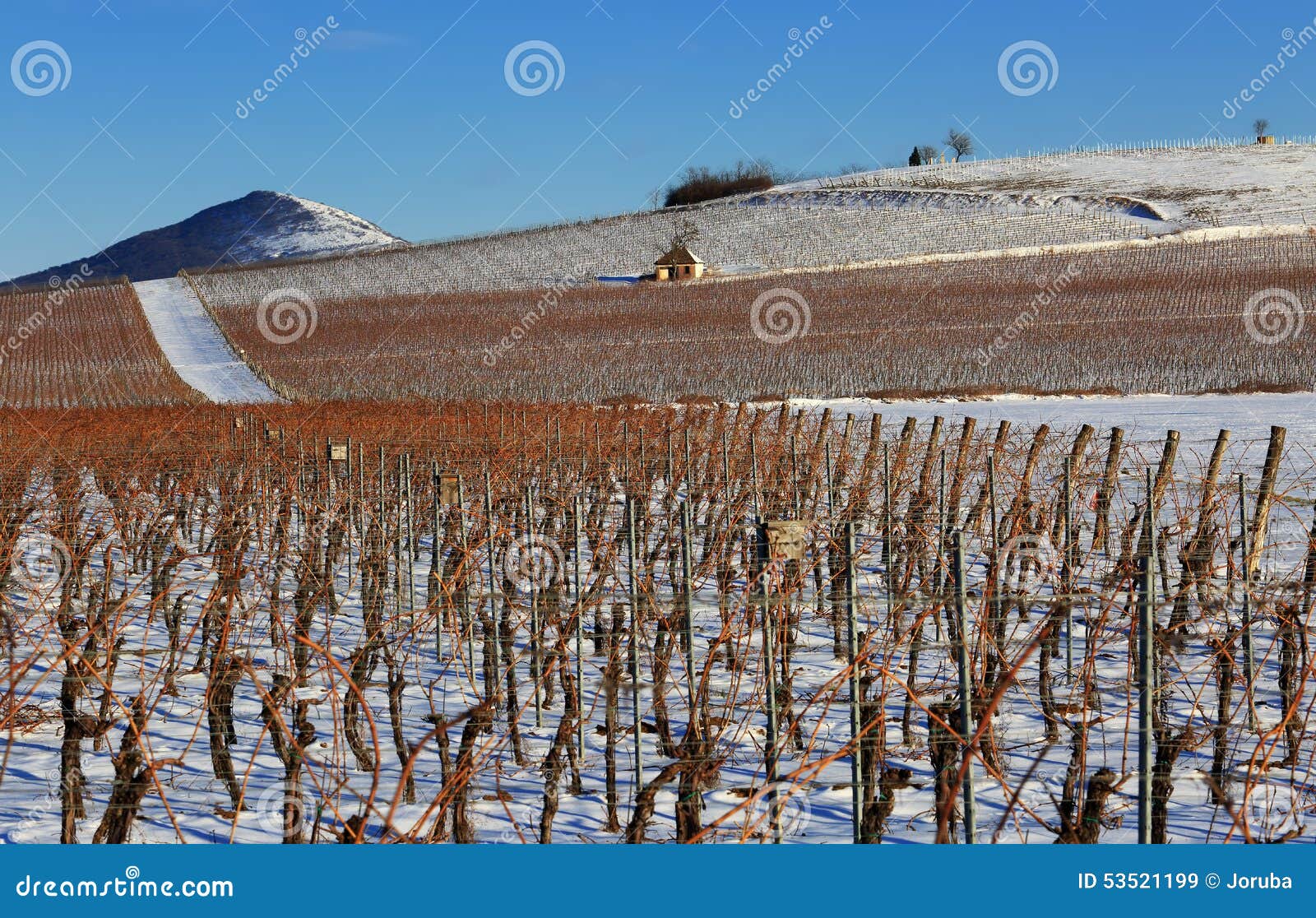 Vineyard in winter stock image. Image of plant, landscape - 53521199