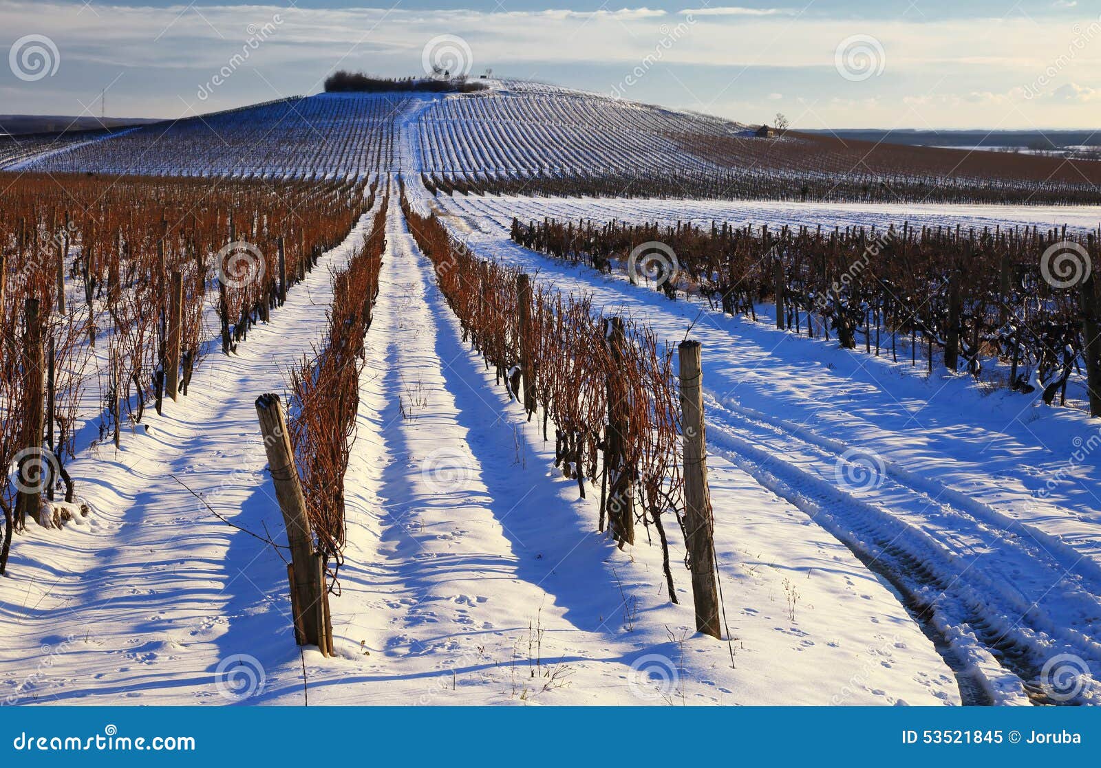Vineyard in winter stock image. Image of rural, winery - 53521845