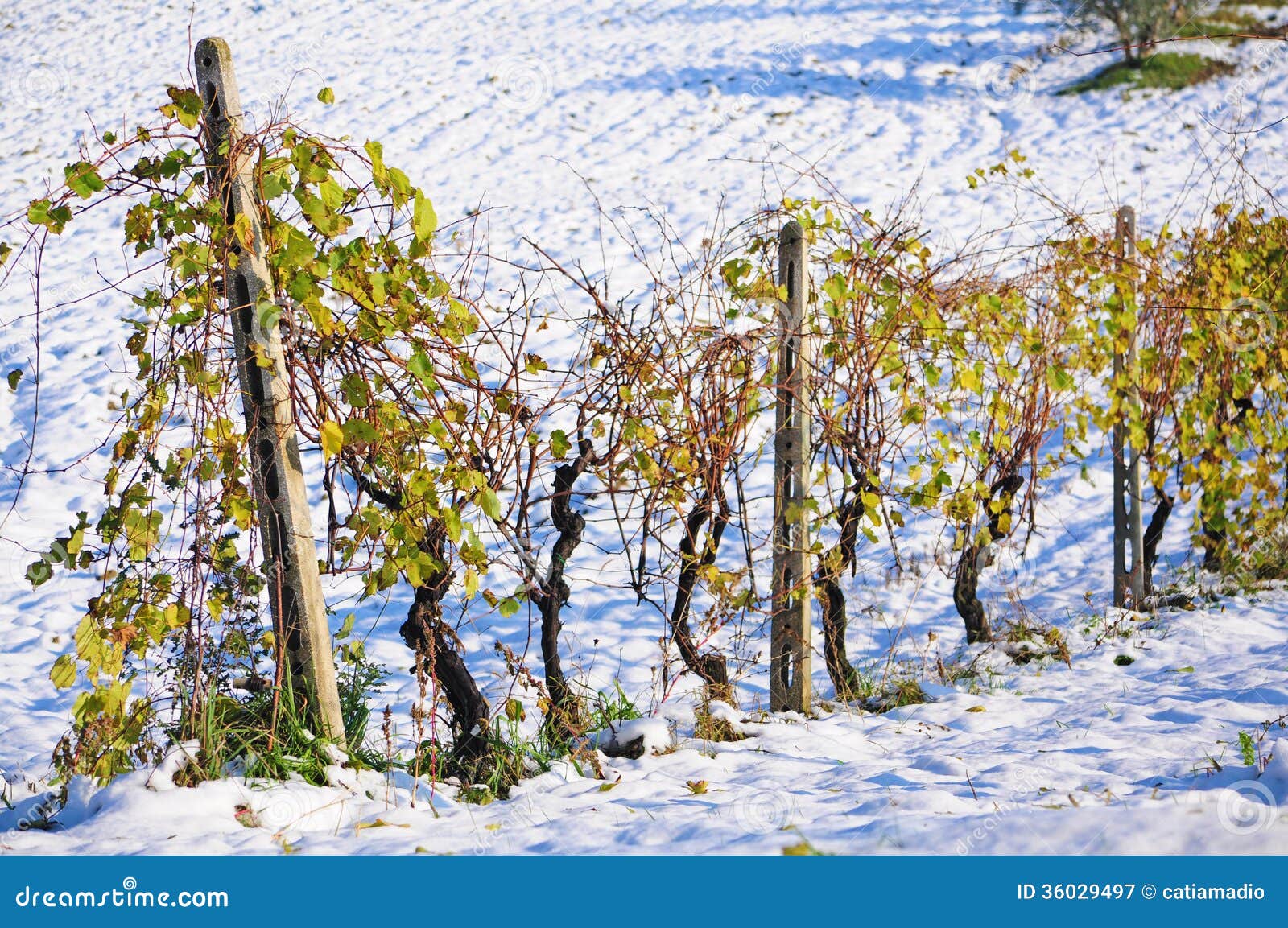 Vineyard in winter stock image. Image of snowy, vines - 36029497
