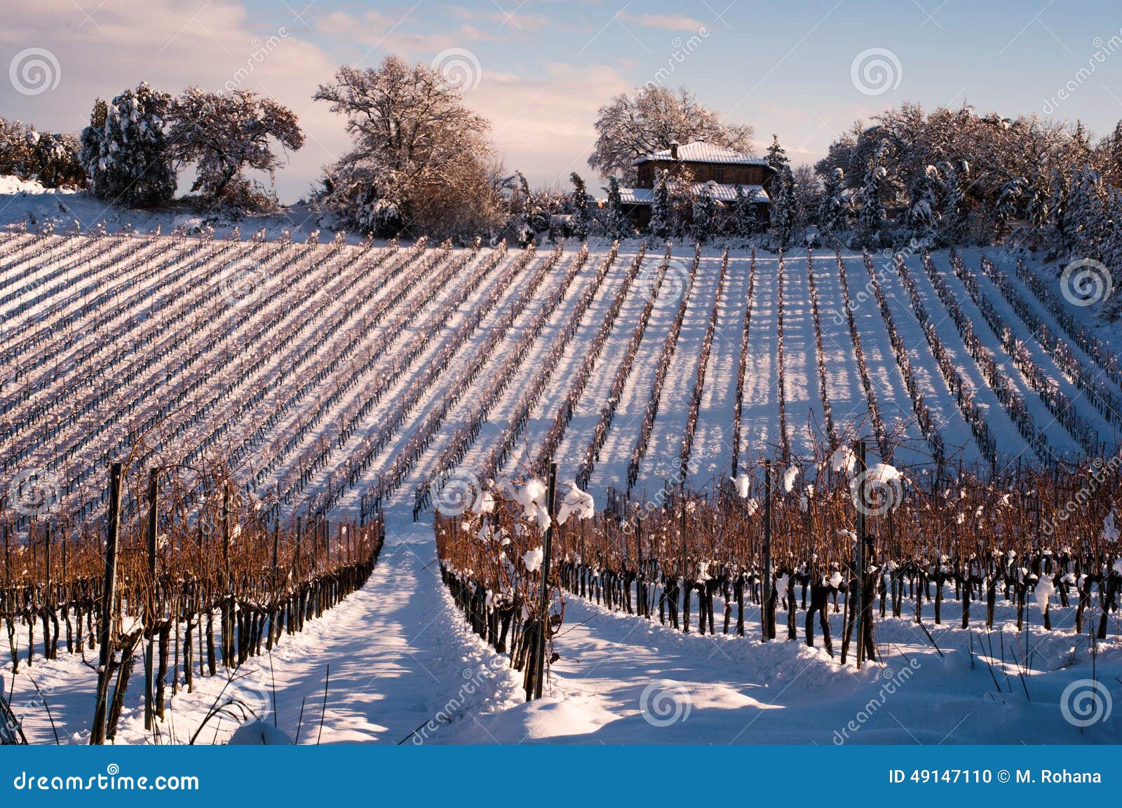 Vineyard in winter stock photo. Image of season, tuscany - 49147110