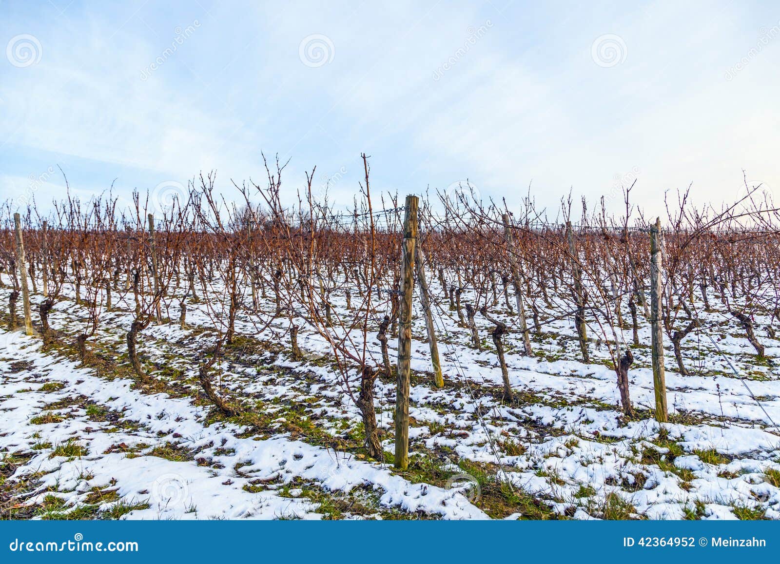 Vineyard in winter stock photo. Image of vineyard, tasty - 42364952