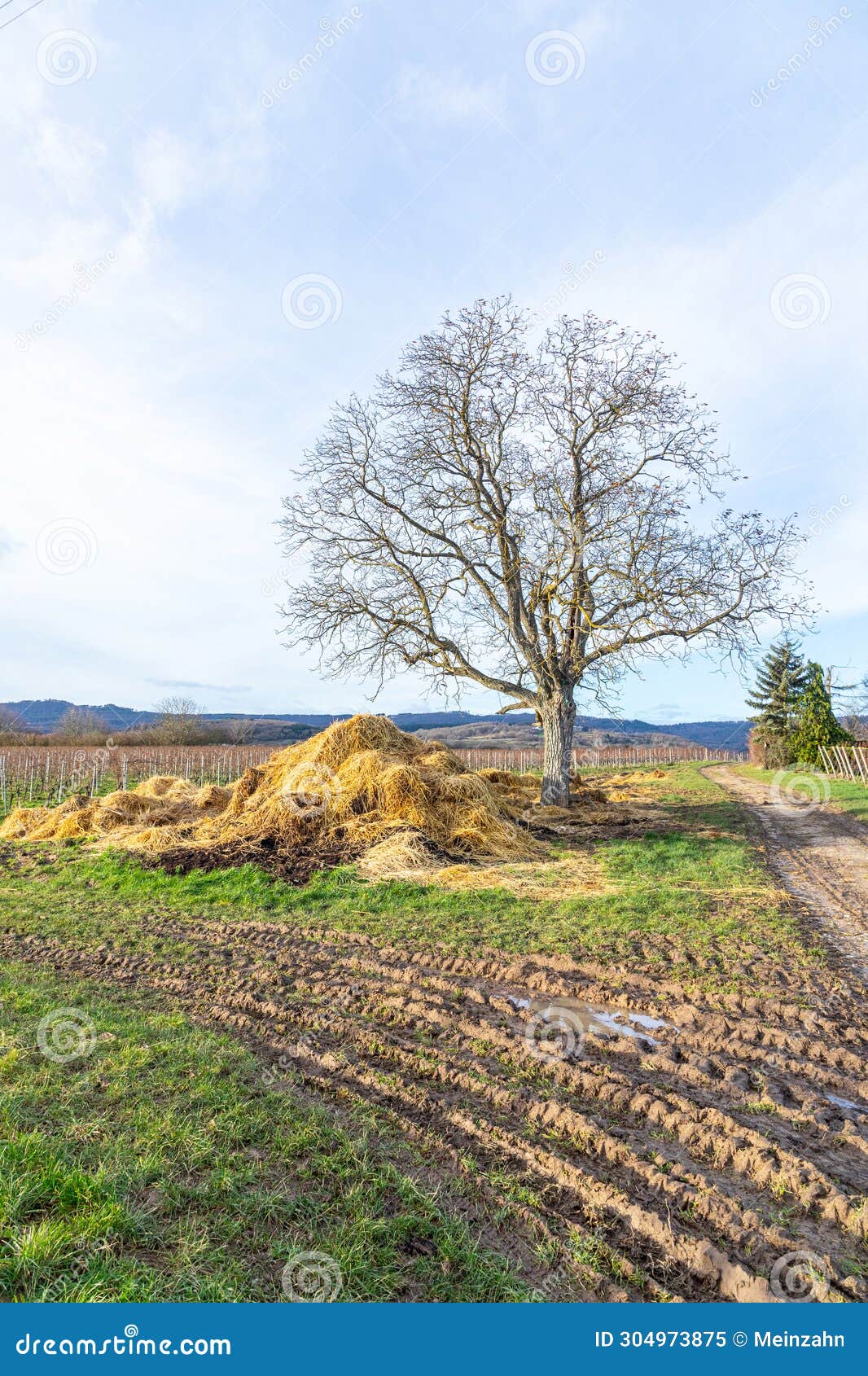 Vineyard in Winter Time with Small Grapes, Dung Heap and Leaveless Tree ...