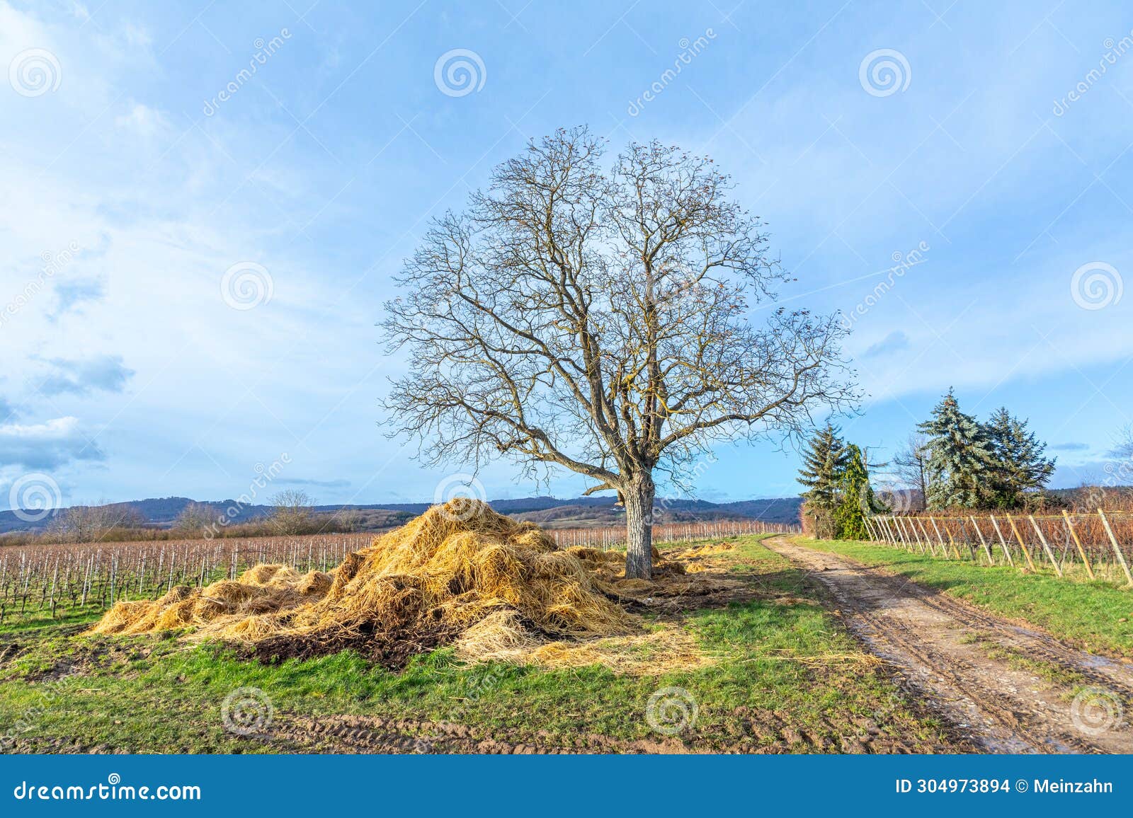 Leaveless Tree In Orange Sunny Background Back-light Photography ...