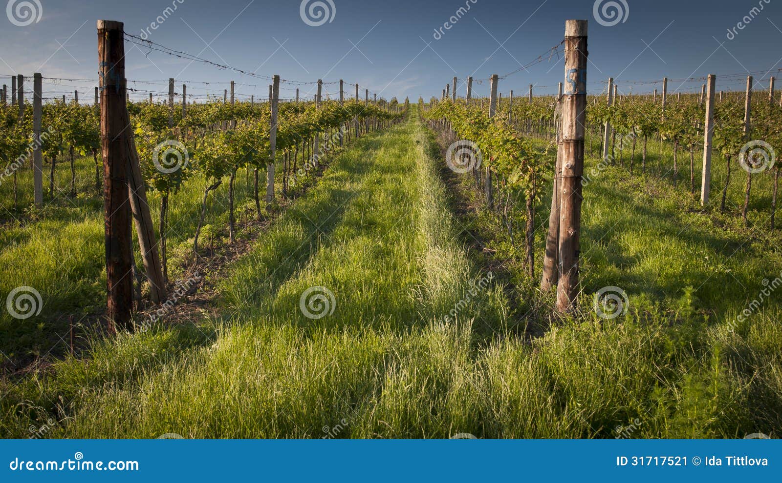 Vineyard stock image. Image of line, wire, spring, nature - 31717521