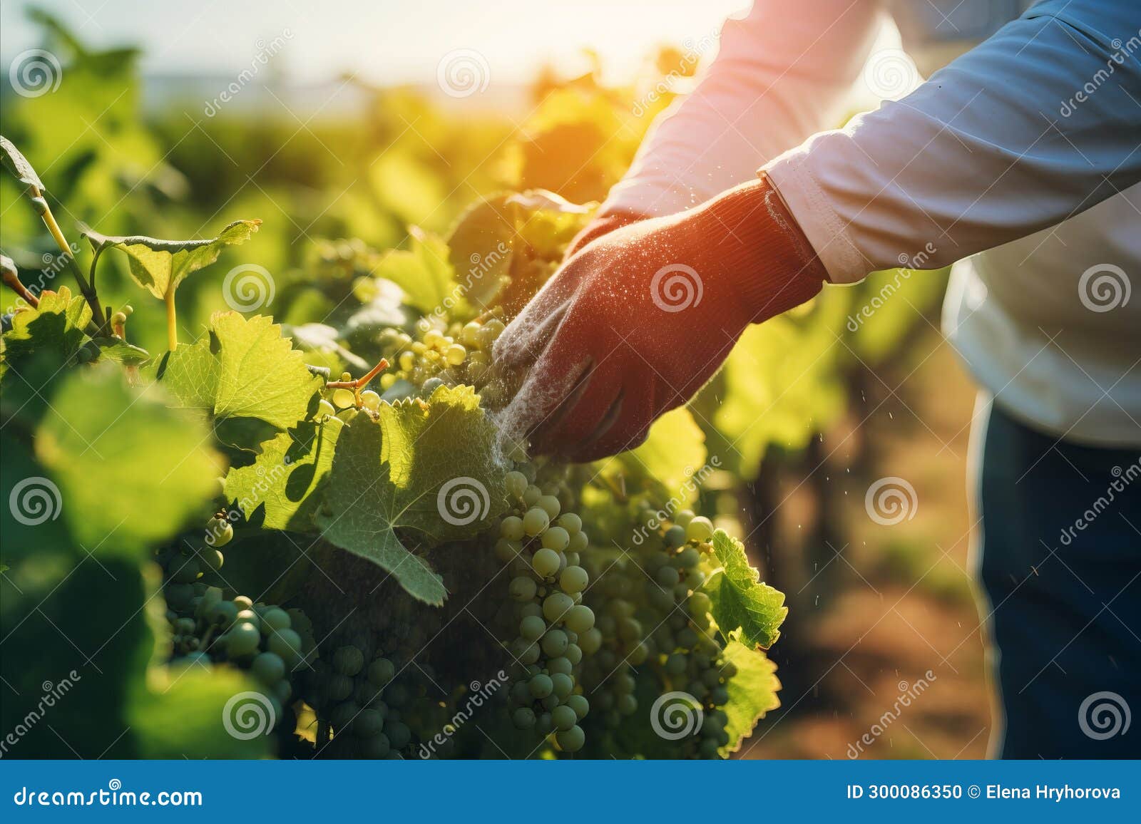 Vineyard Worker Applying Insecticides among Grapevines, Rolling ...