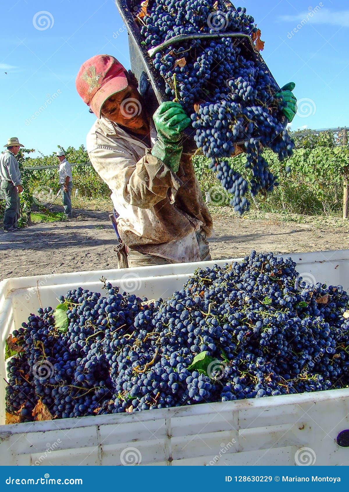 Vineyard worker among editorial stock image. Image of harvest - 128630229