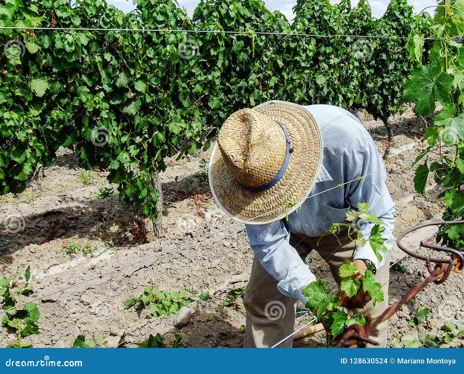 Vineyard worker among editorial stock image. Image of fruit - 128630524