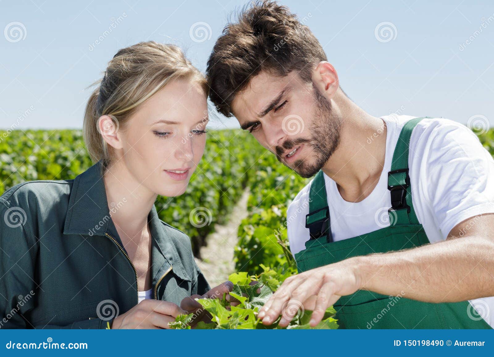 Vineyard Workers Inspecting Vines Stock Photo - Image of bumps, outdoor ...