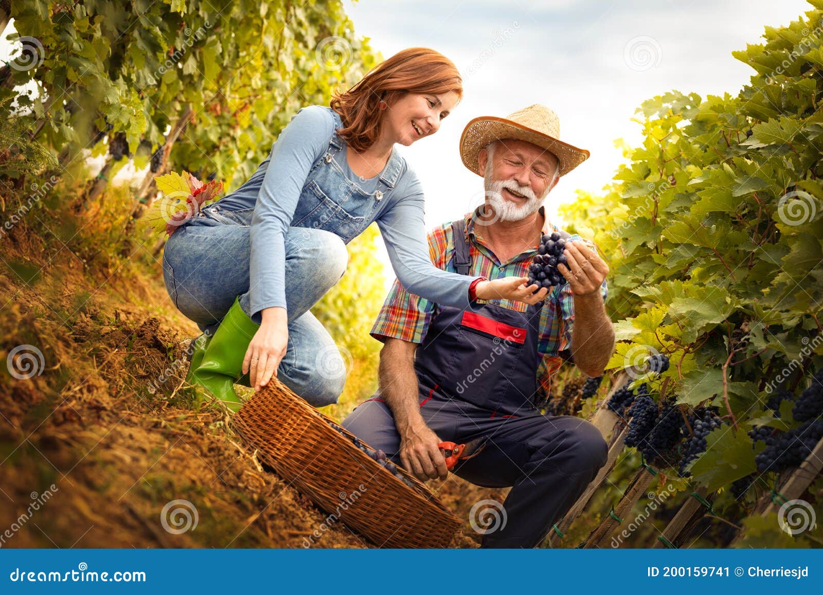 Vineyard workers stock image. Image of grape, couple - 200159741